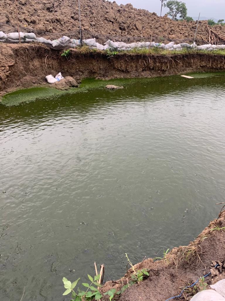 5 Best Ways to Stop Algae Growth in Your Pond - Famerlio