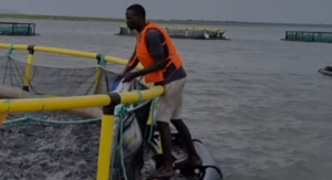 The Best Fish Feed in Ghana, 2024 - Famerlio